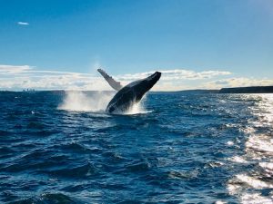 Fraser Island. Cómo llegar y lugares que ver [ MAPA ] 🧡