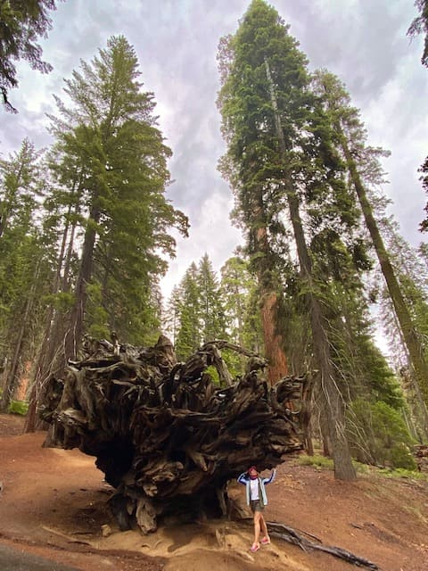 Parque de las SECUOYAS de California (EEUU): Qué ver en 1 día