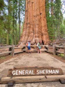Parque de las SECUOYAS de California (EEUU): Qué ver en 1 día