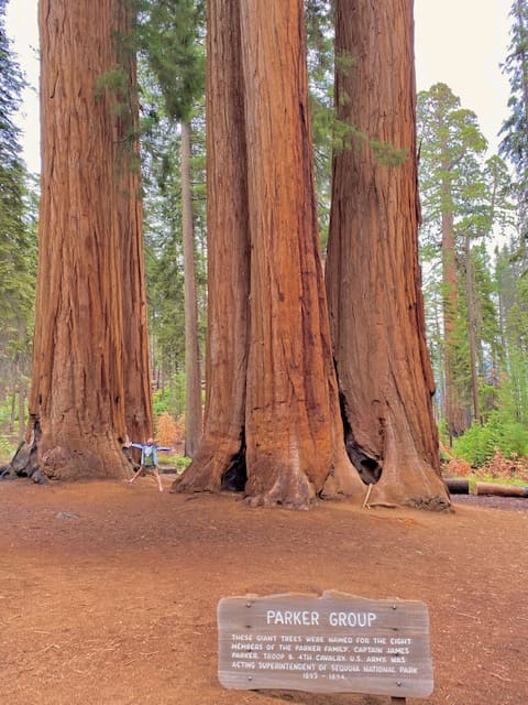 Parque de las SECUOYAS de California (EEUU): Qué ver en 1 día