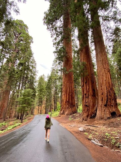 Parque de las SECUOYAS de California (EEUU): Qué ver en 1 día