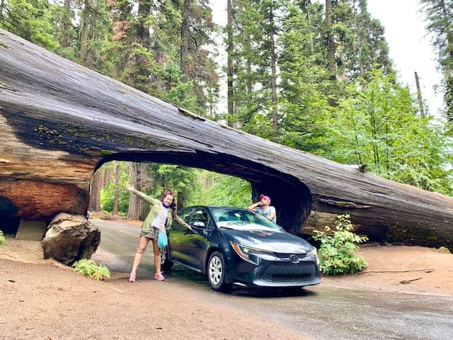 Bosque De Secuoyas Parque Nacional Sequoia Parque Nacional Redwood: